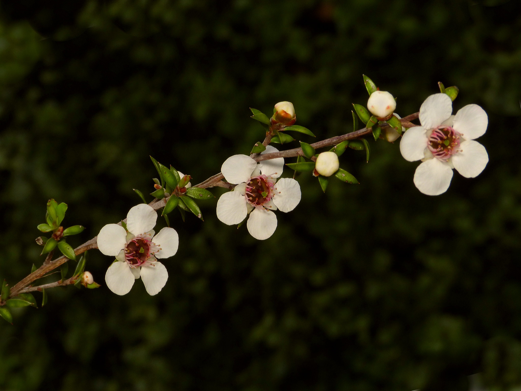 What Is Kanuka Honey? (Unique Health Benefits, Manuka Comparisons)
